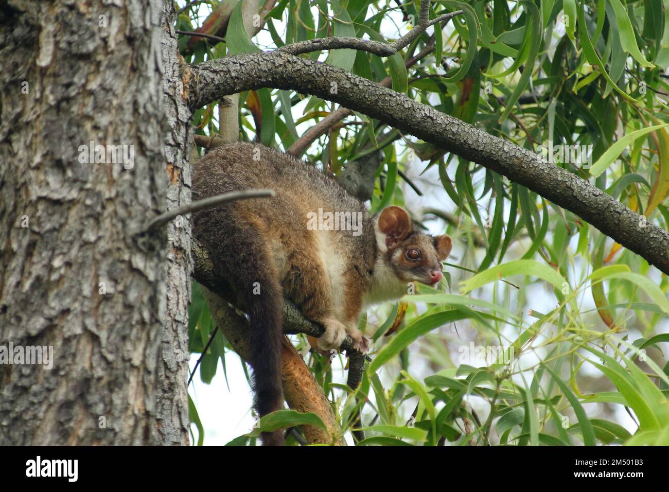Common Ringtail Possum, (Pseudocheirus peregrinus), early morning ...