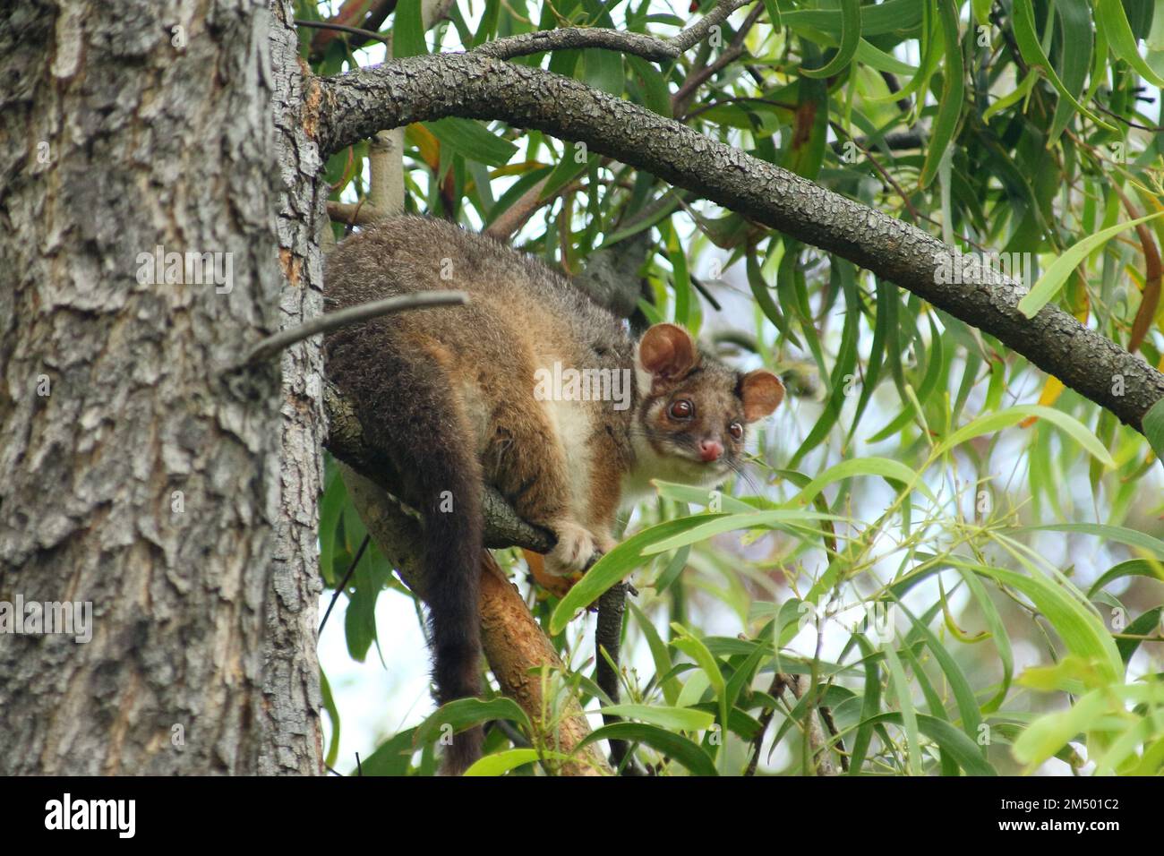 Common Ringtail Possum, (Pseudocheirus peregrinus), early morning ...