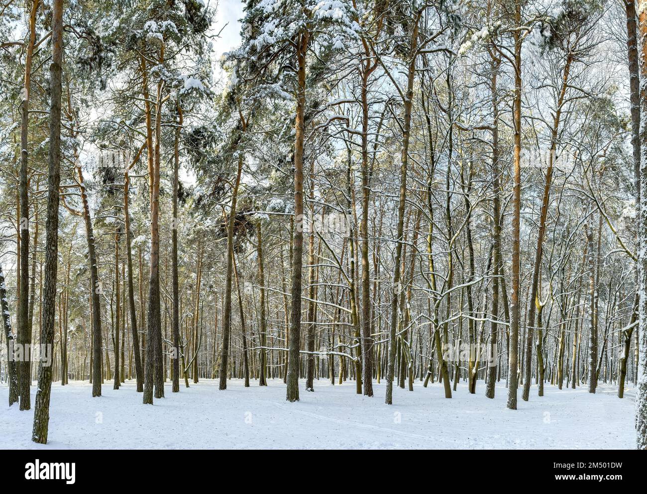 winter park landscape with trees covered with snow on a sunny chill day ...