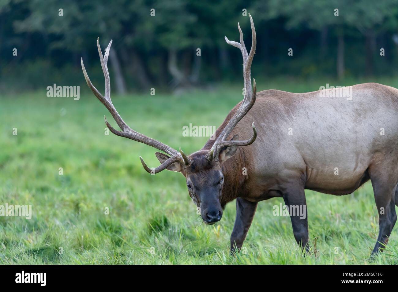 Elk eating hi-res stock photography and images - Alamy
