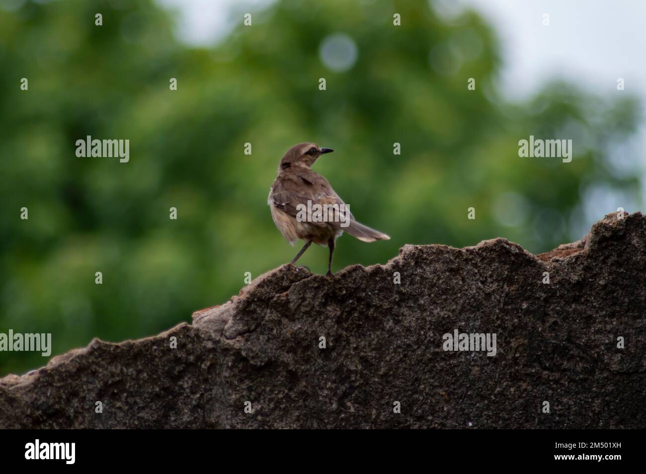 A closeup shot of a Chalk-browed mockingbird standing on the ledge of a ...