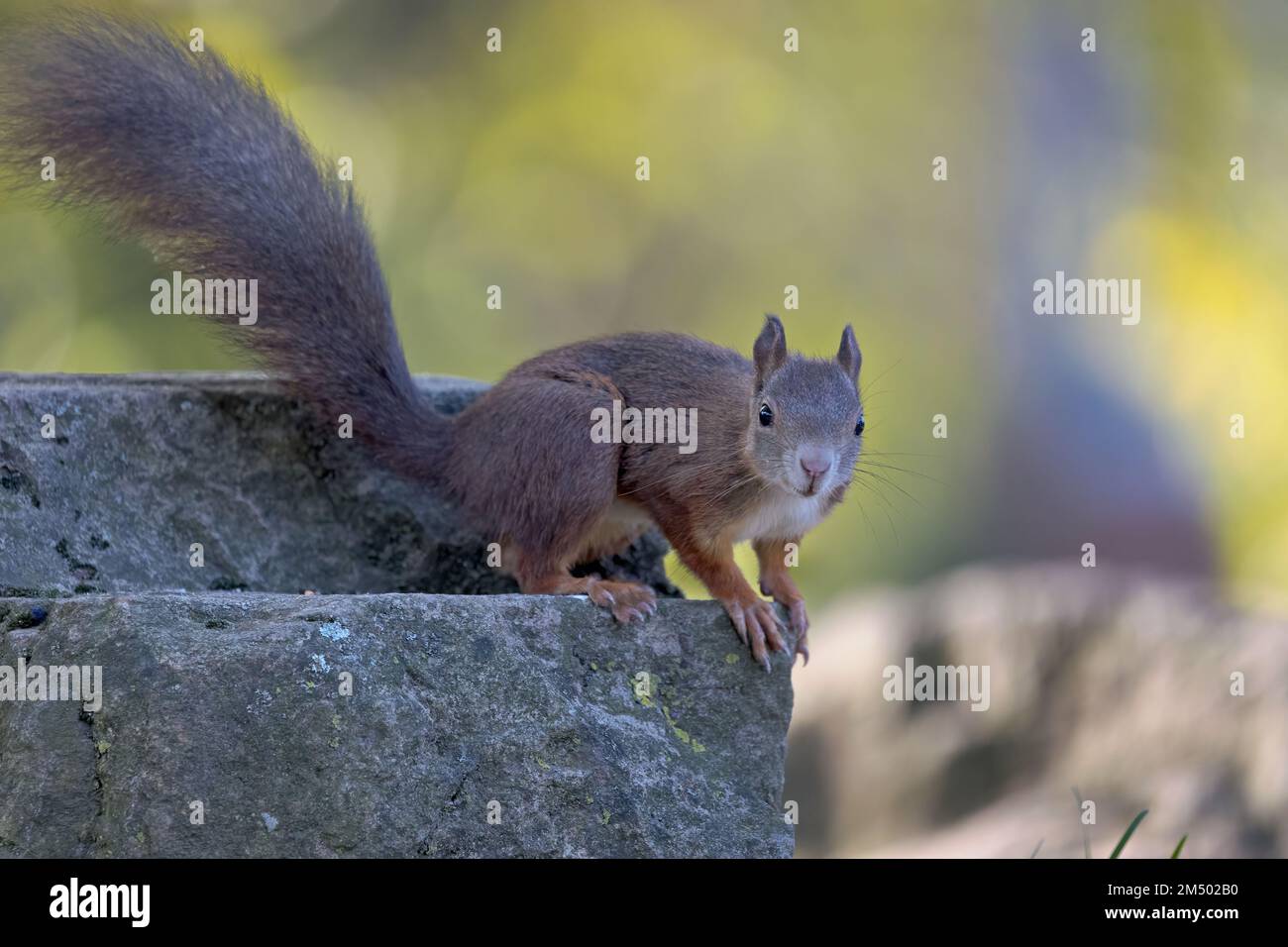 A closeup of squirrel sitting on concrete steps against blur background ...
