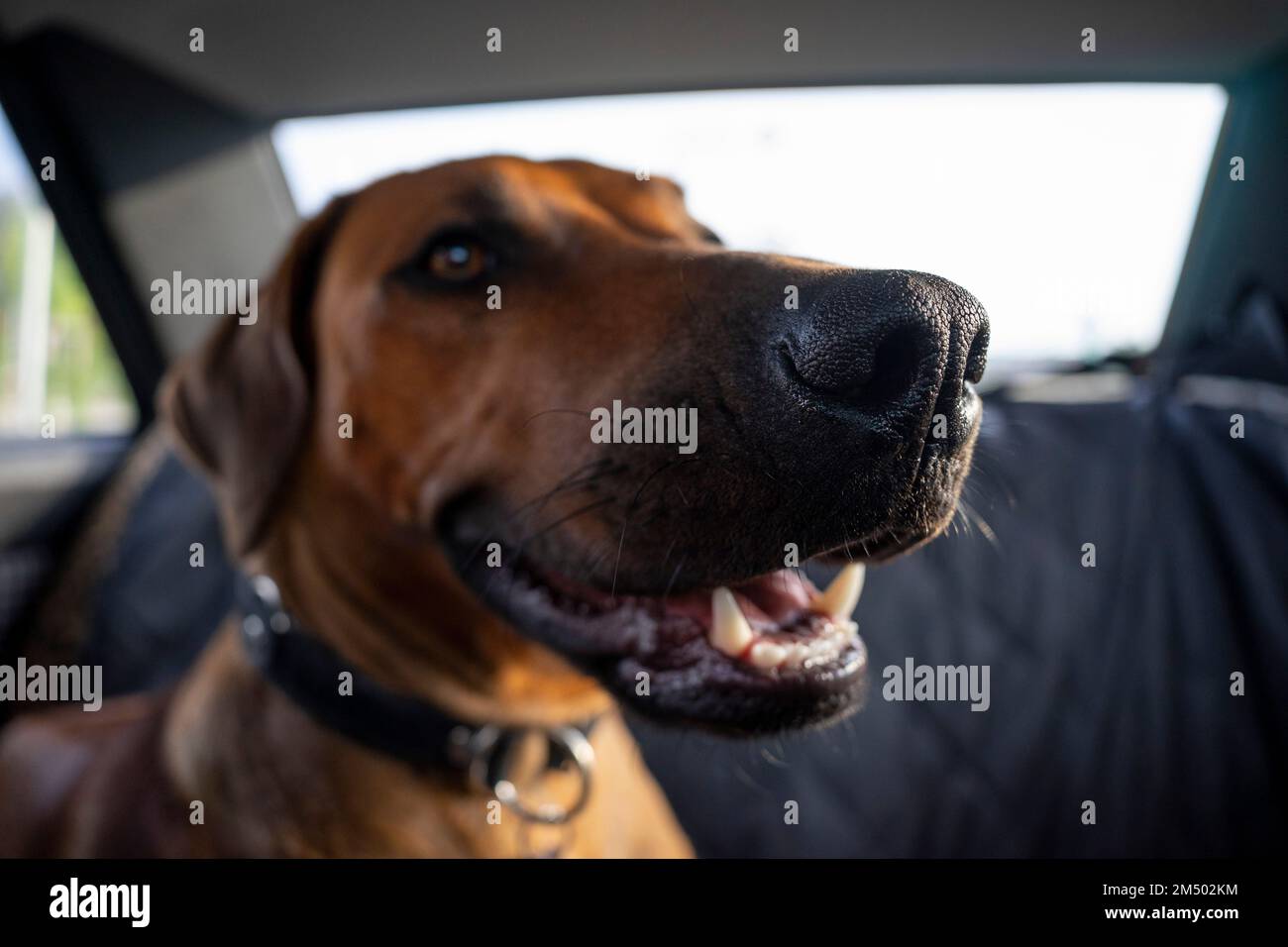 A portrait of Rhodesian Ridgeback dog inside car Stock Photo - Alamy