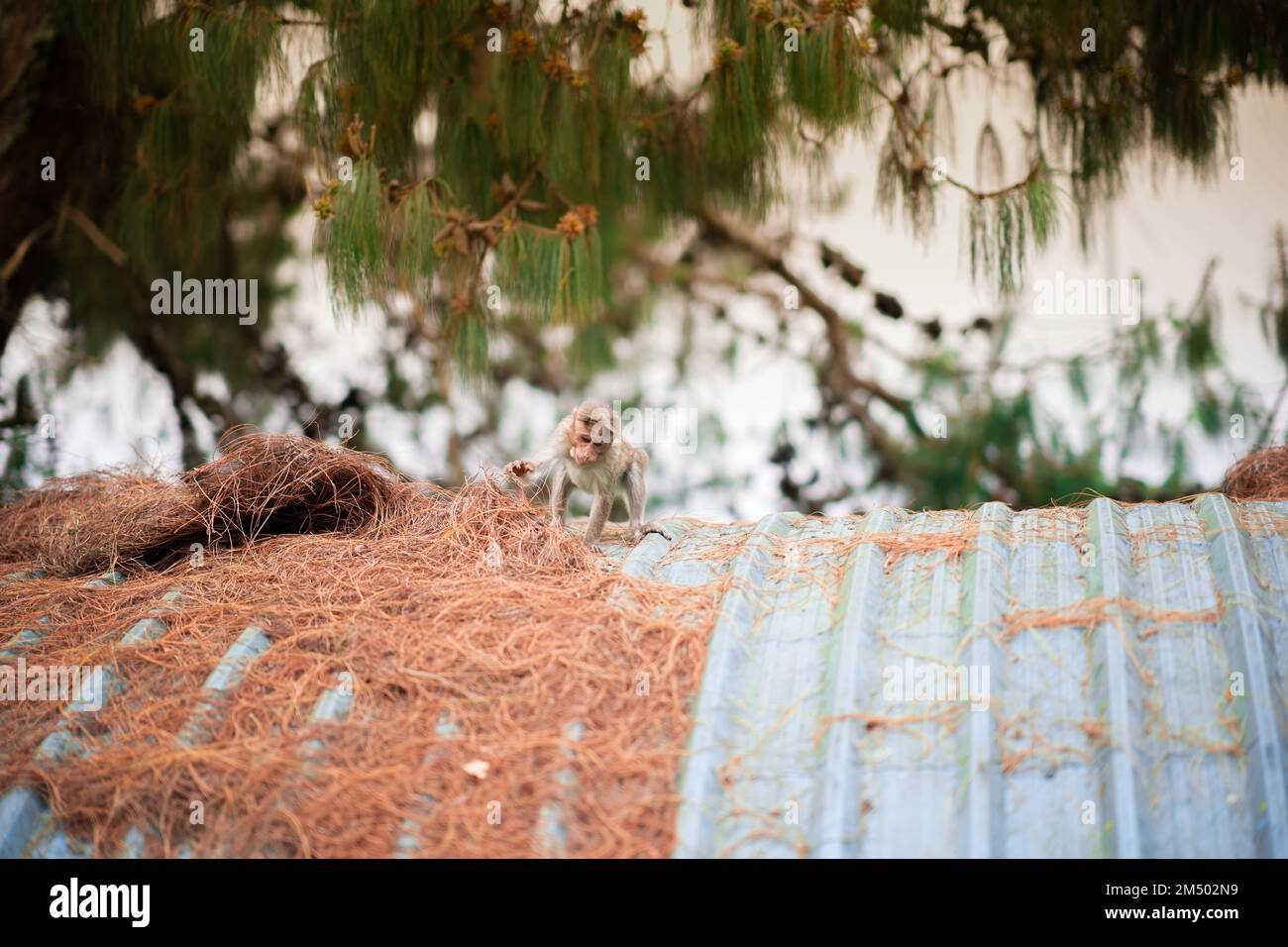 Monkey on roof hi-res stock photography and images - Alamy