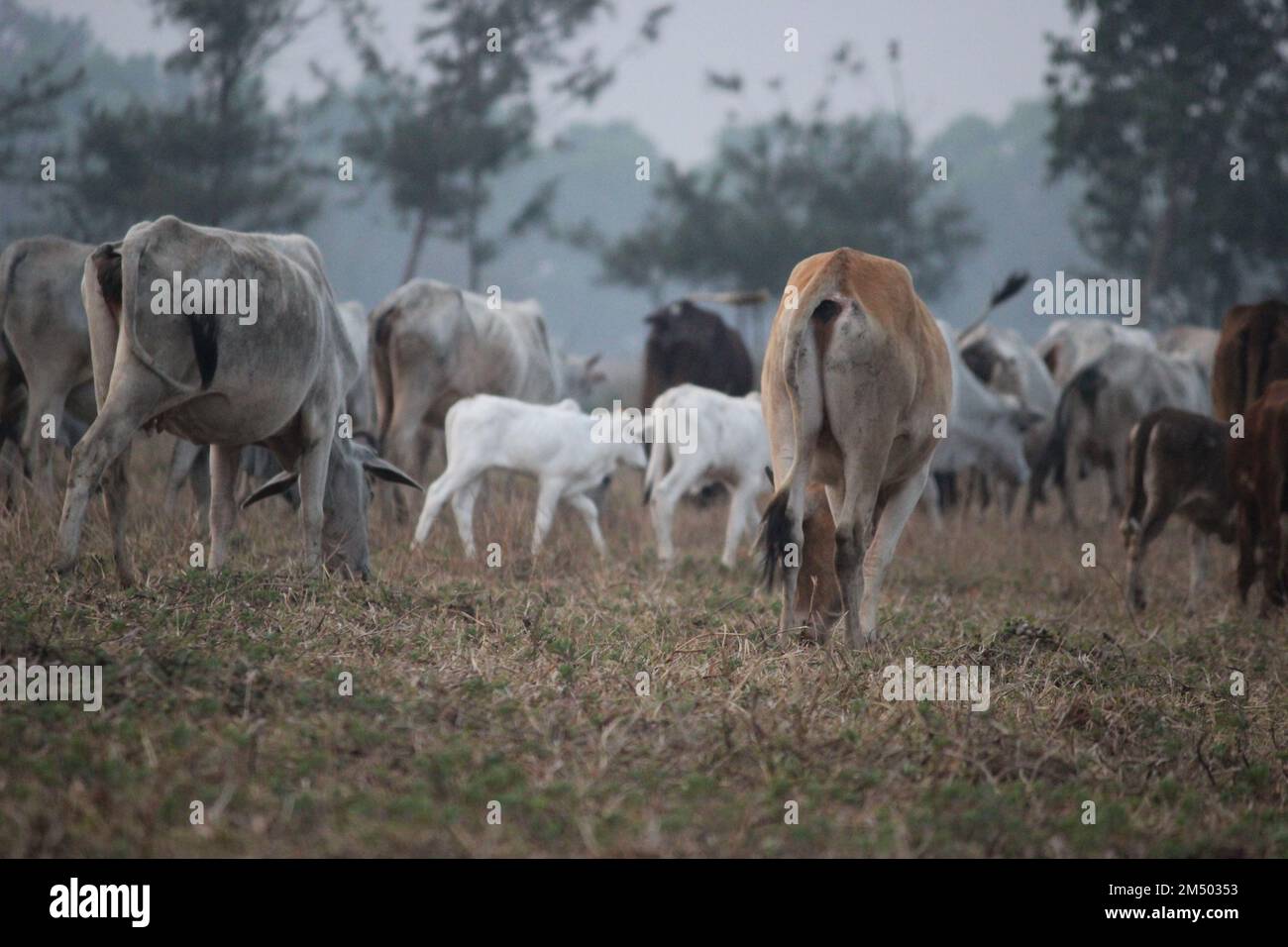 The cattle grazing in a rural area Stock Photo - Alamy