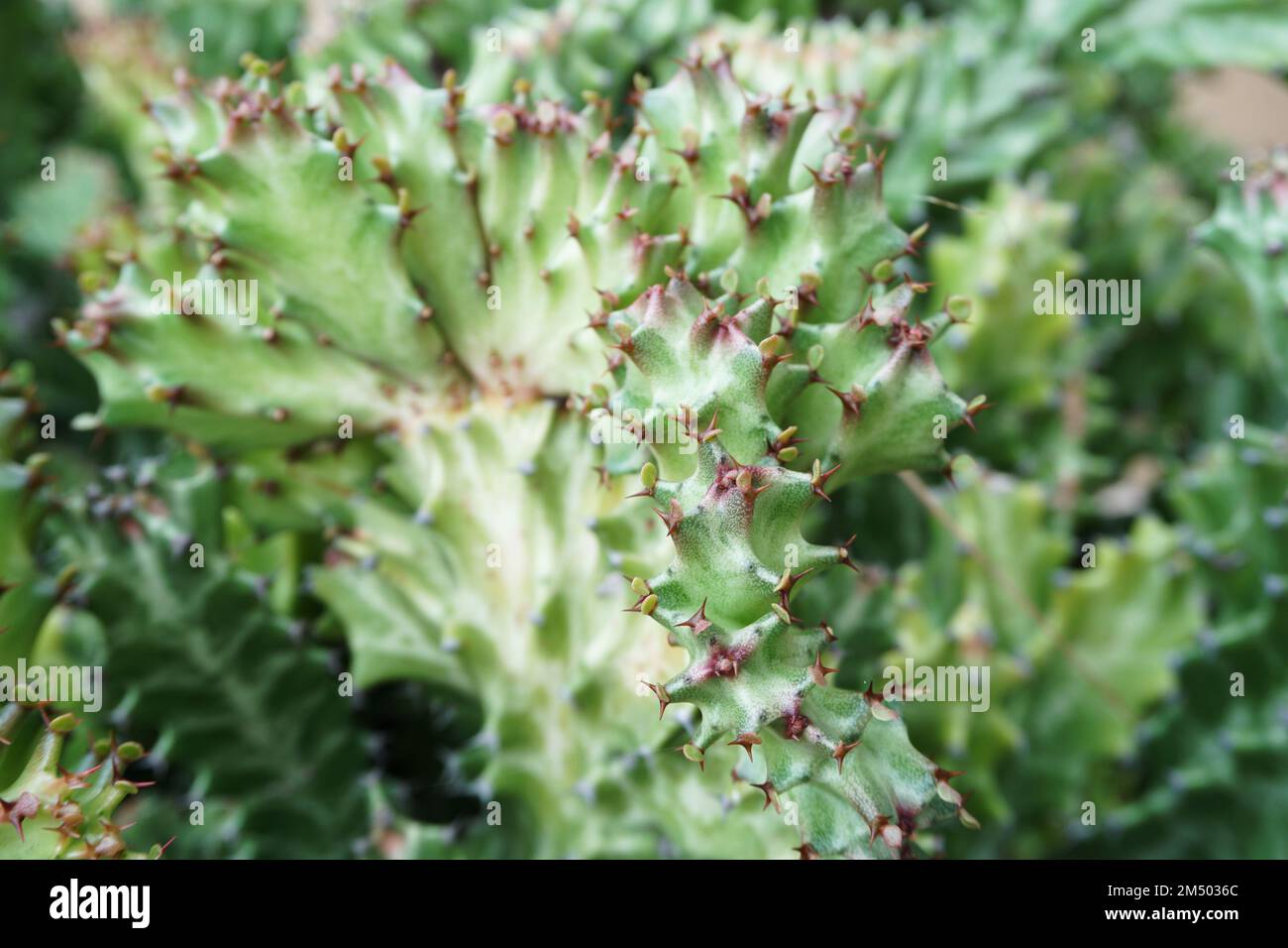 green cactus succulent close up nature background Stock Photo - Alamy