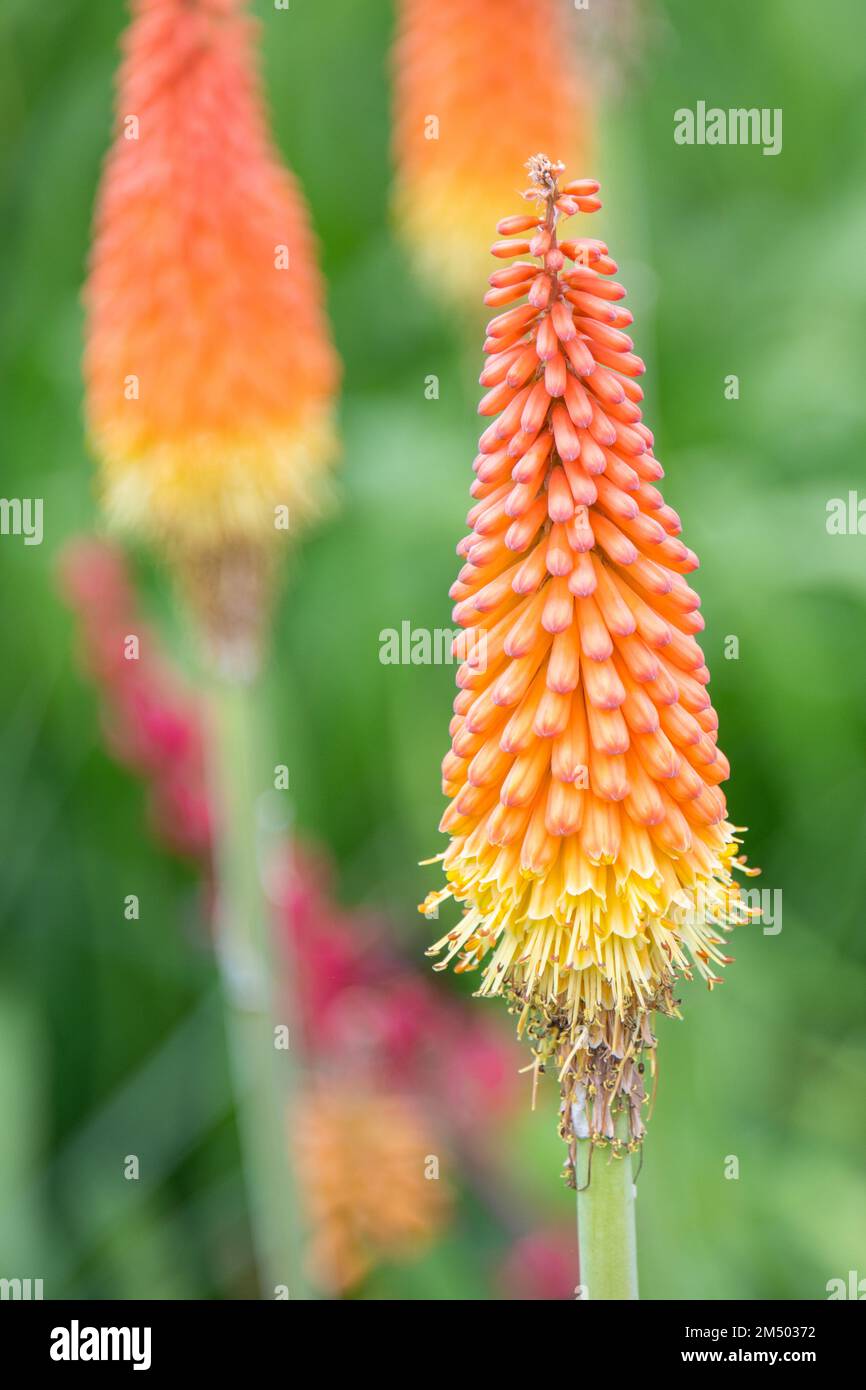 Red Hot Poker (kniphofia/torch lilly Stock Photo - Alamy