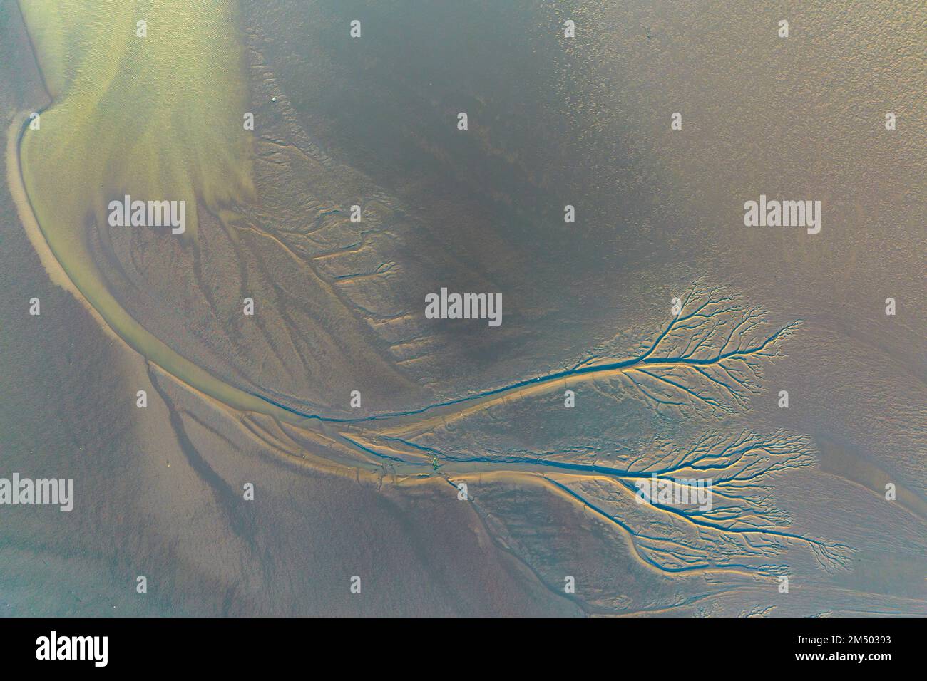 Tidal tree hi-res stock photography and images - Alamy