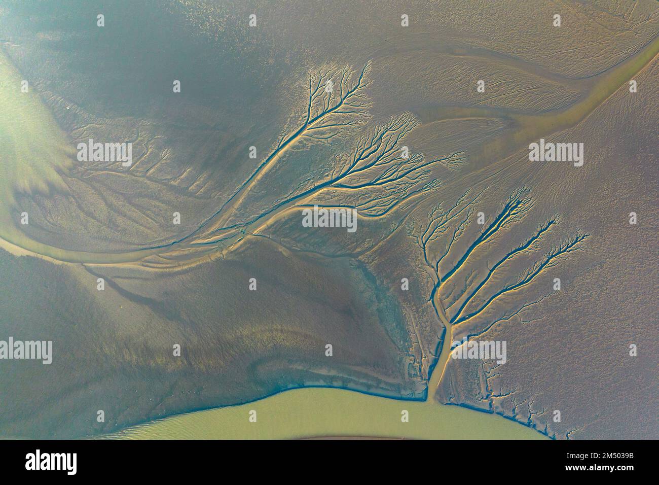 Tidal tree hi-res stock photography and images - Alamy