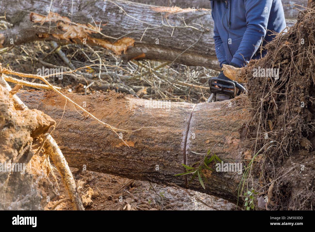 Service worker cut down tree with chain saw, causing forest destruction ...