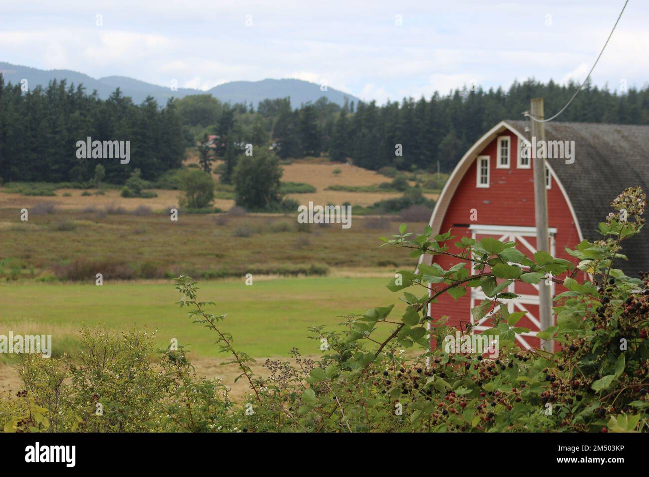A wooden barn behind plants in a rural field with mountain in the ...
