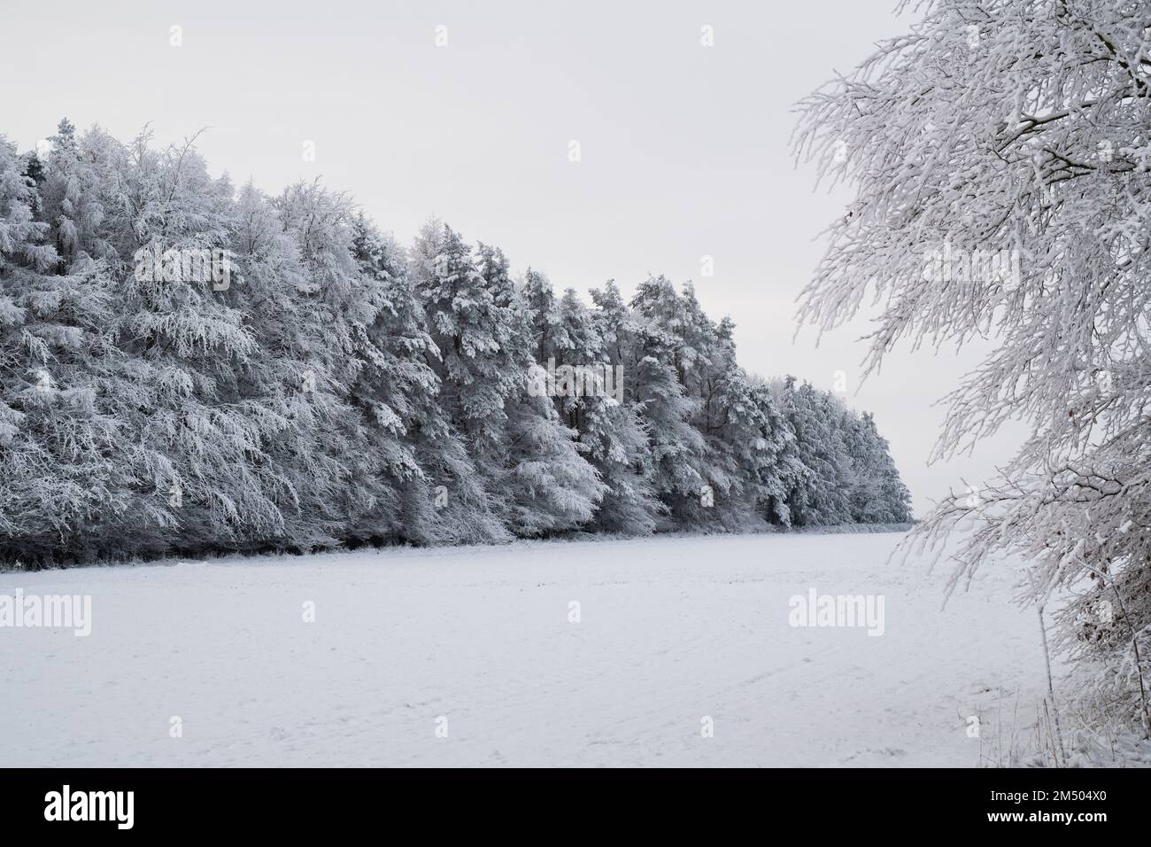 Trees in the cotswold countryside in the snow. Cotswolds ...