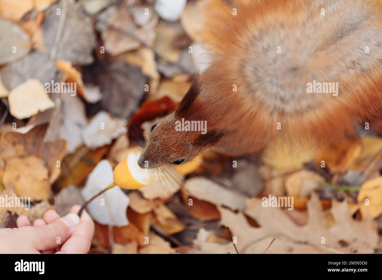Portrait of fox squirrel Sciurus niger sitting on branch isolated on ...