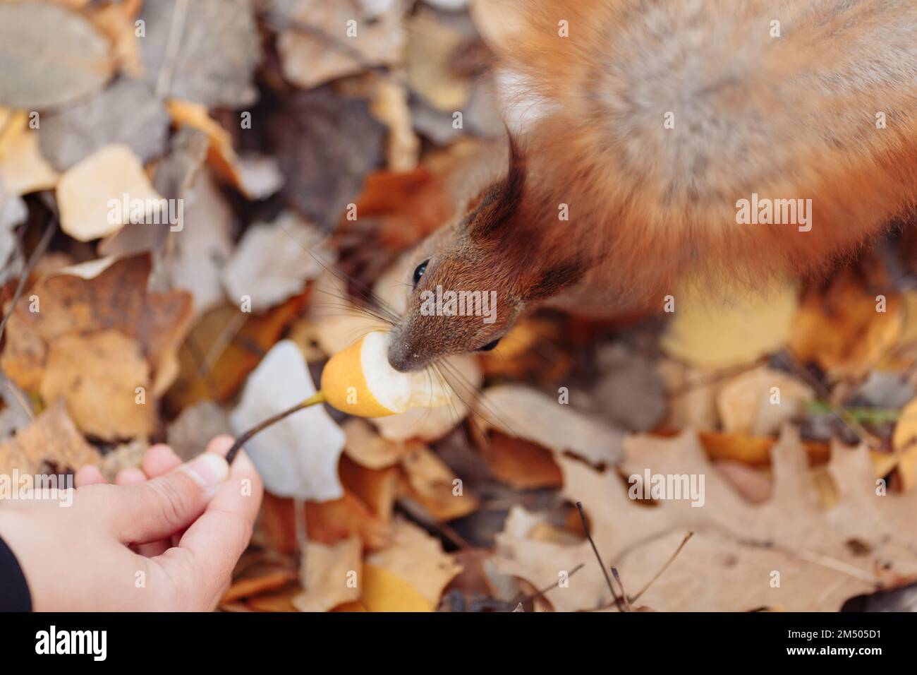 Portrait of fox squirrel Sciurus niger sitting on branch isolated on ...