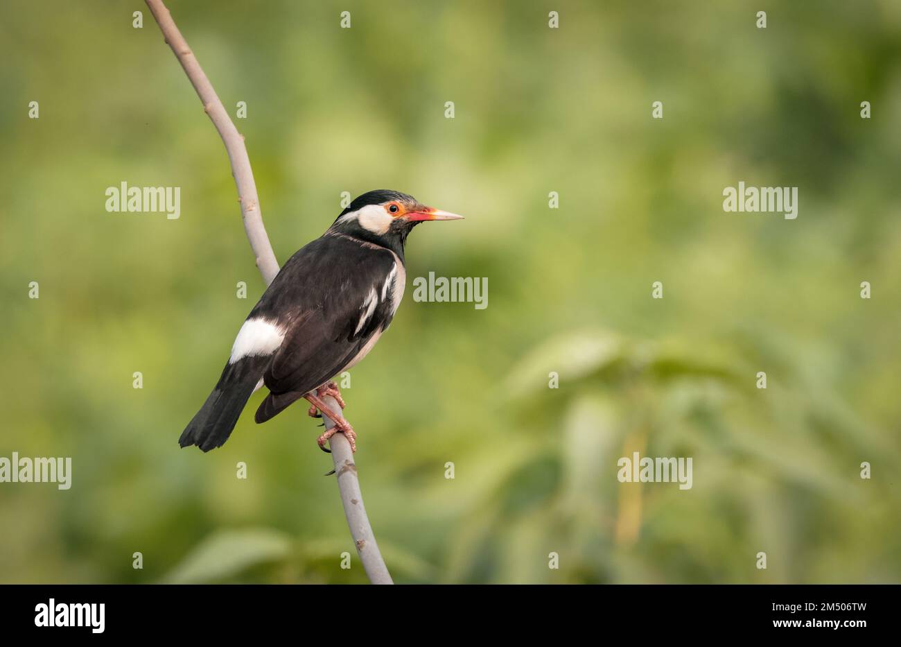 Sunlight in eyes indian hi-res stock photography and images - Alamy