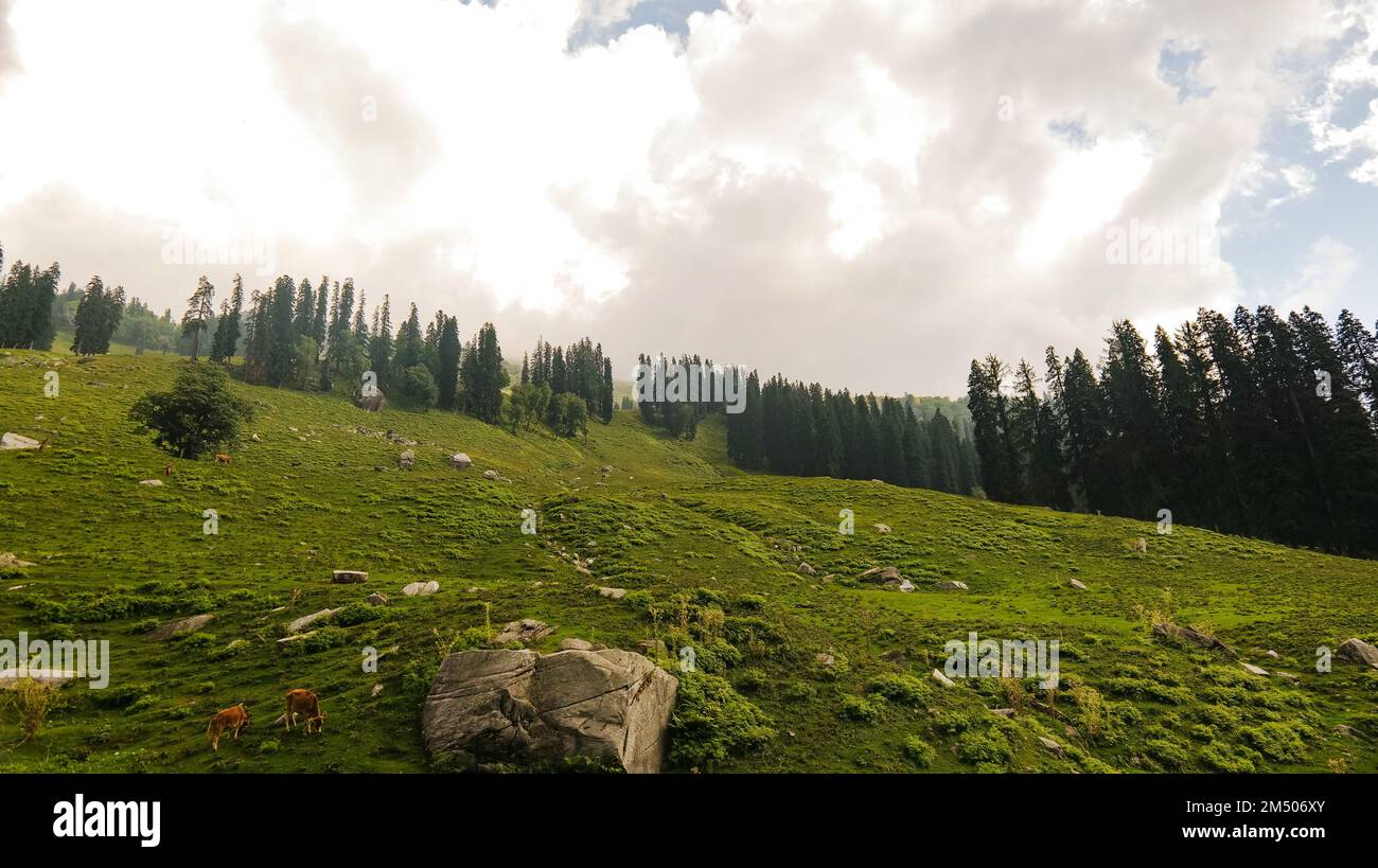 A landscape view of the fir forest trees on the top of the mountains ...