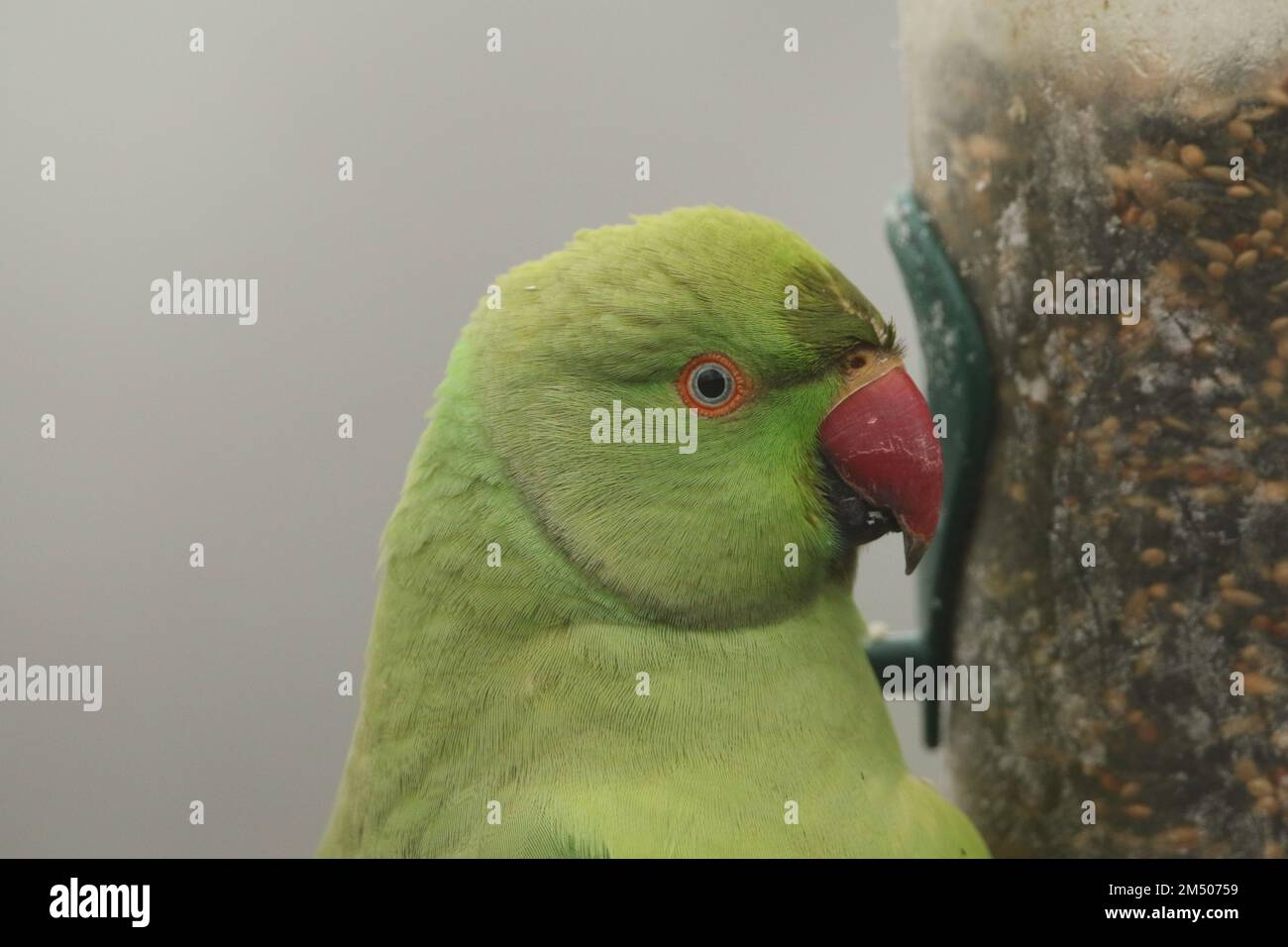 A wild ring-necked, or rose-ringed Parakeets, Psittacula krameri ...
