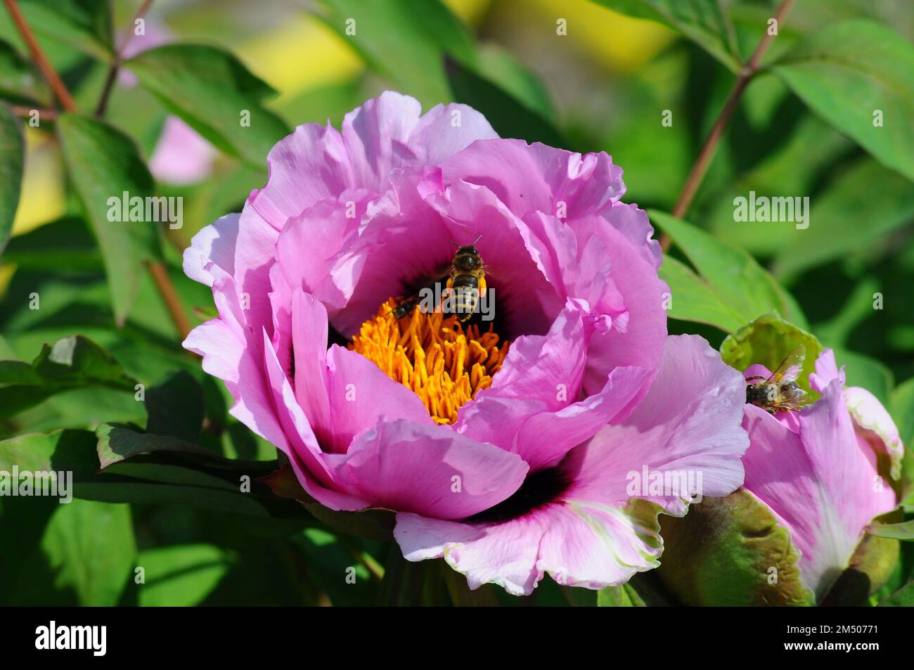 Large tree peony flower in bloom. A bee with pollen flies over flowers ...