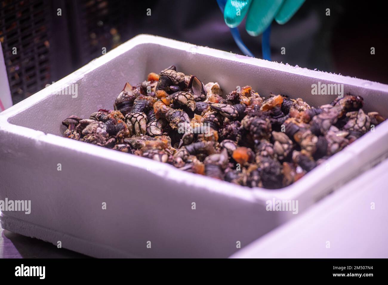 Sea snails at largest wholesale food market in Spain, Madrid, Spain ...