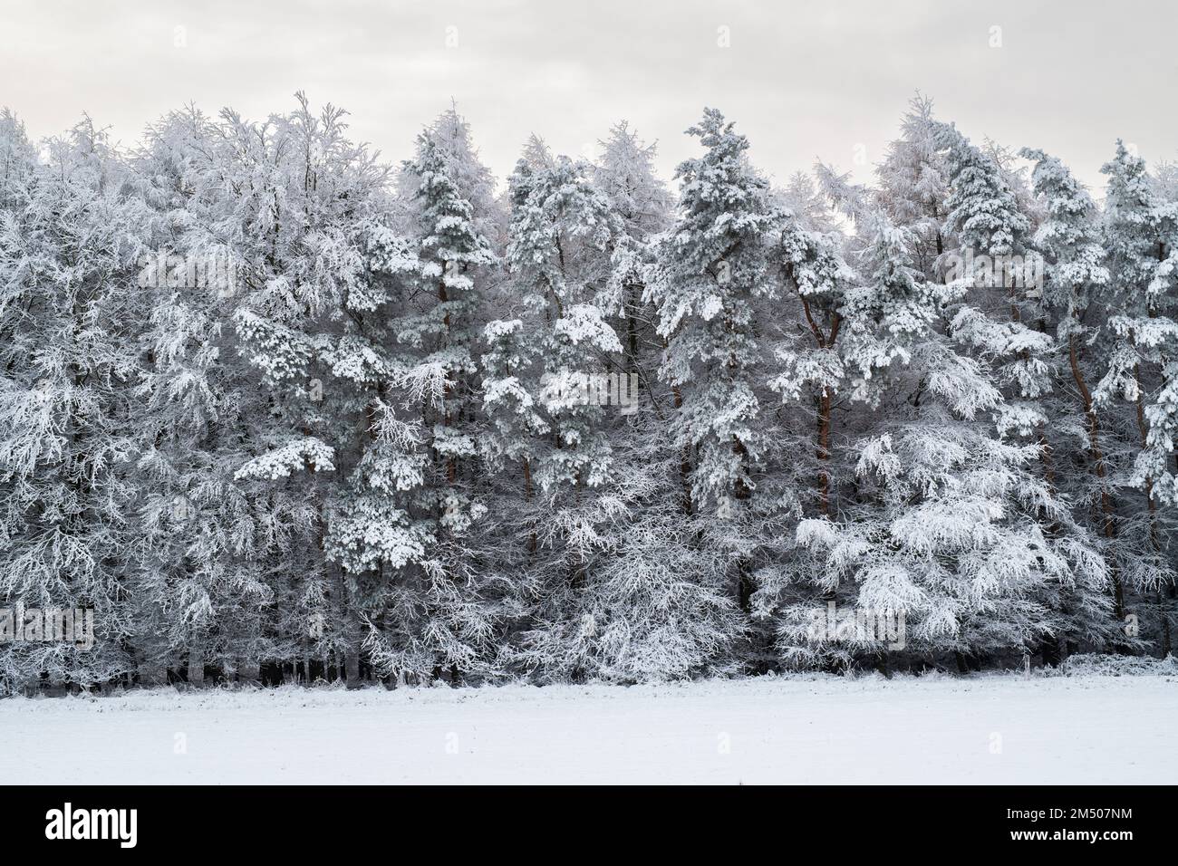 Trees in the cotswold countryside in the snow. Cotswolds ...