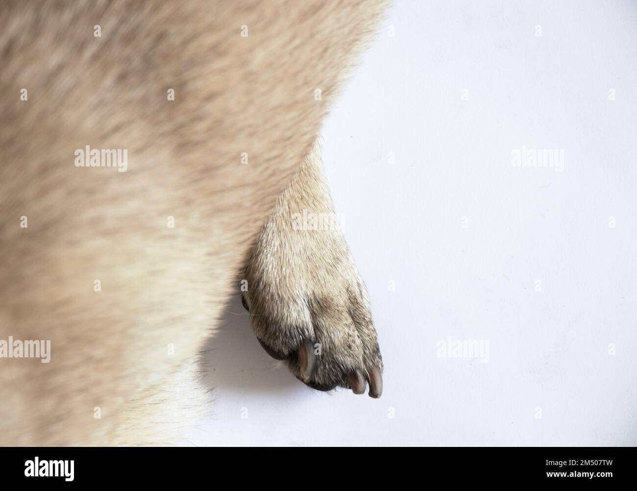 Cute dog pug lies on hi-res stock photography and images - Alamy