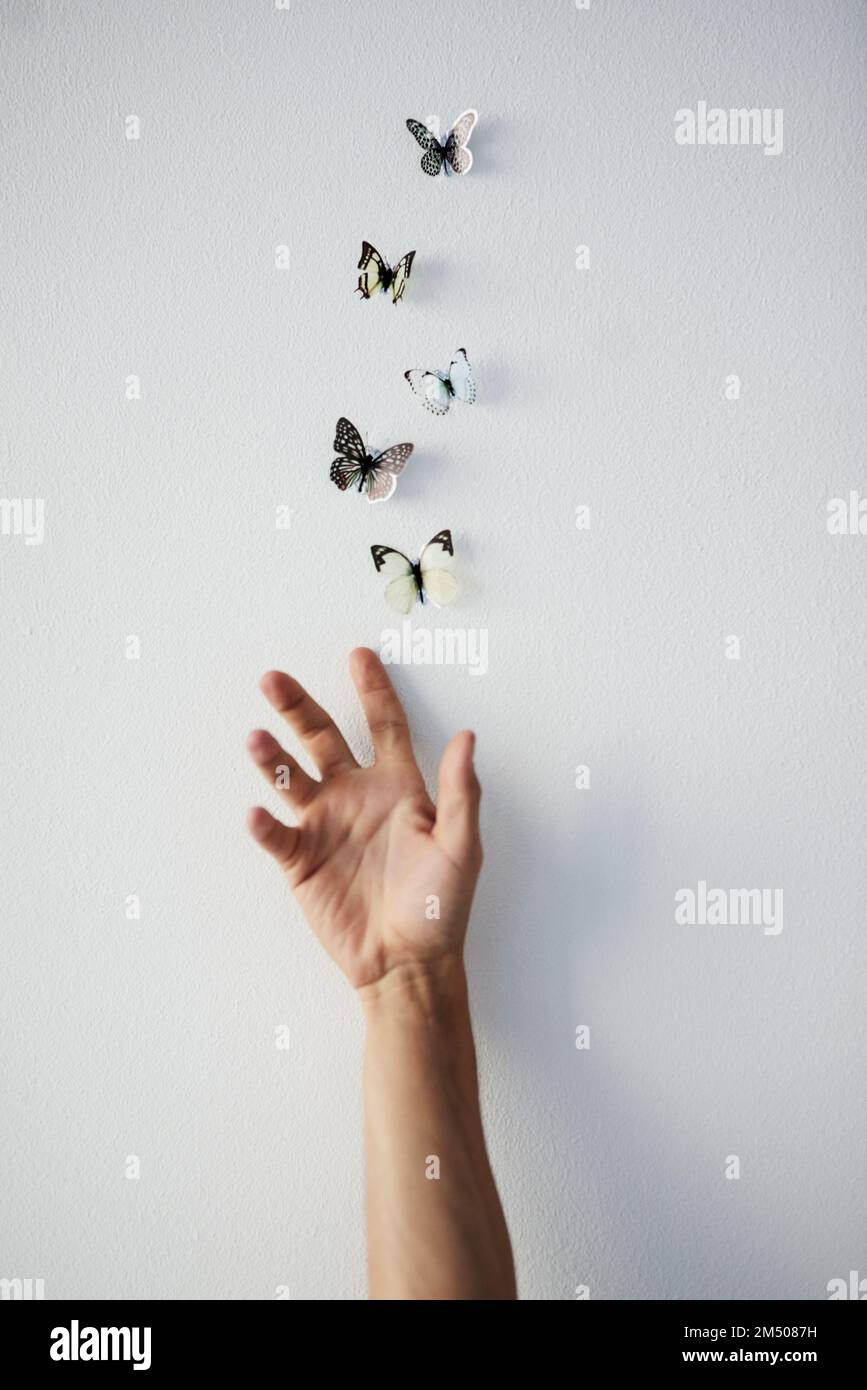 Grey butterfly hi-res stock photography and images - Alamy