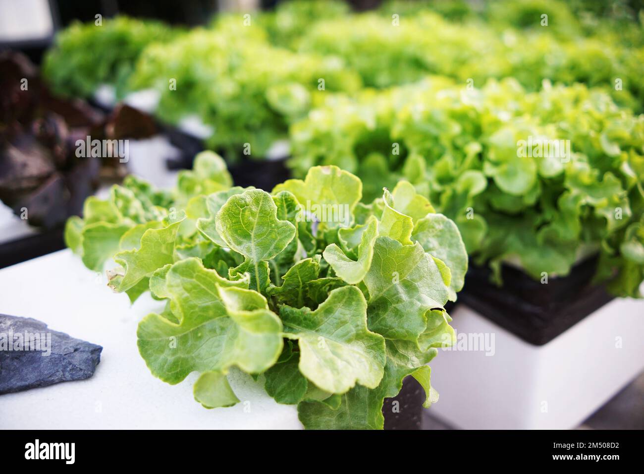 Hydroponic organic vegetables salad garden cultivation at home garden ...