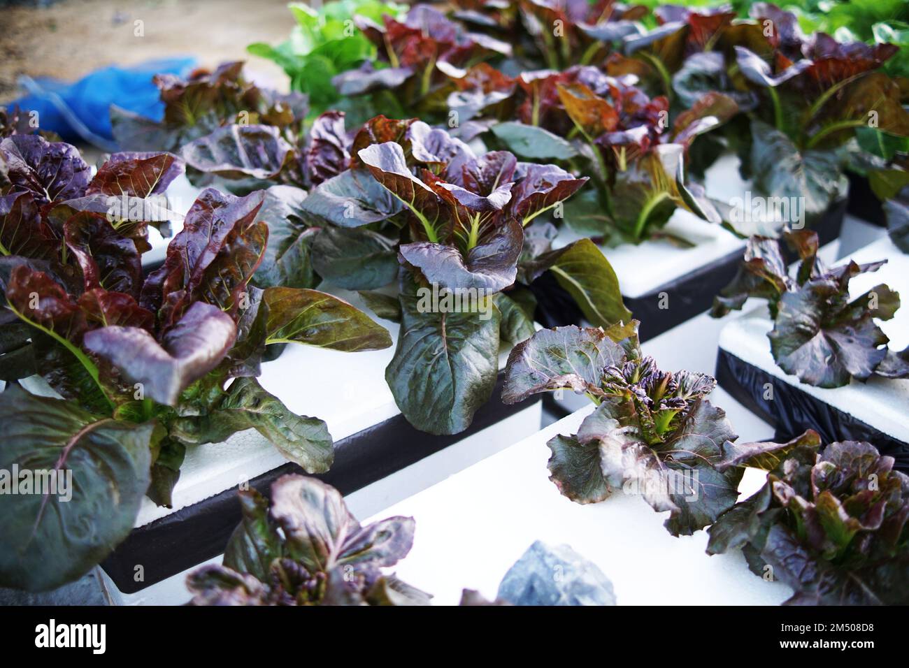 Hydroponic organic vegetables salad garden cultivation at home garden ...