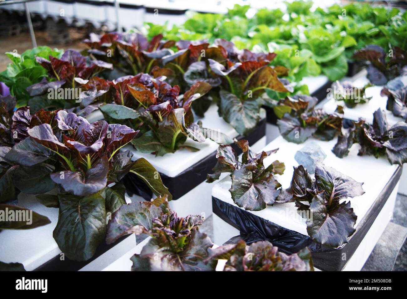 Hydroponic organic vegetables salad garden cultivation at home garden ...