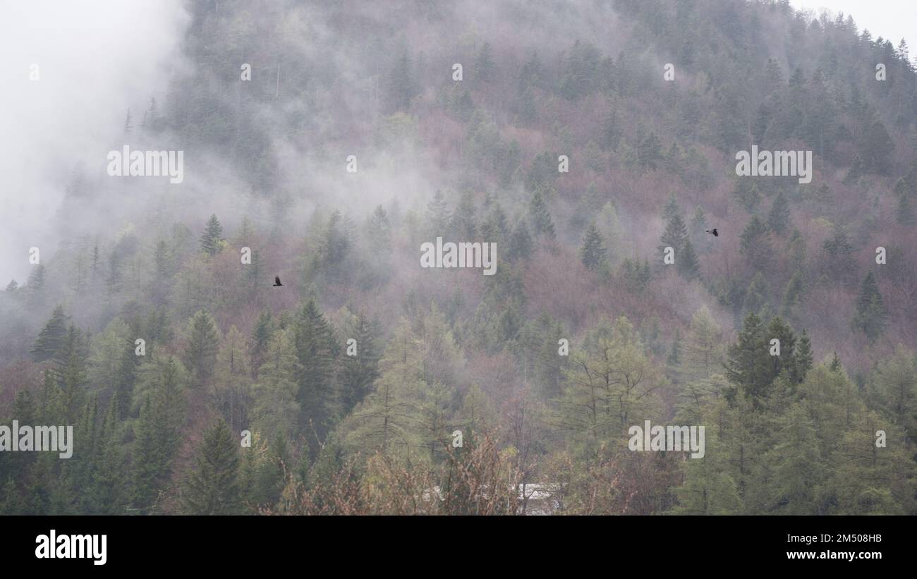 A mist alpine view with birds near Mittenwald Germany Stock Photo - Alamy