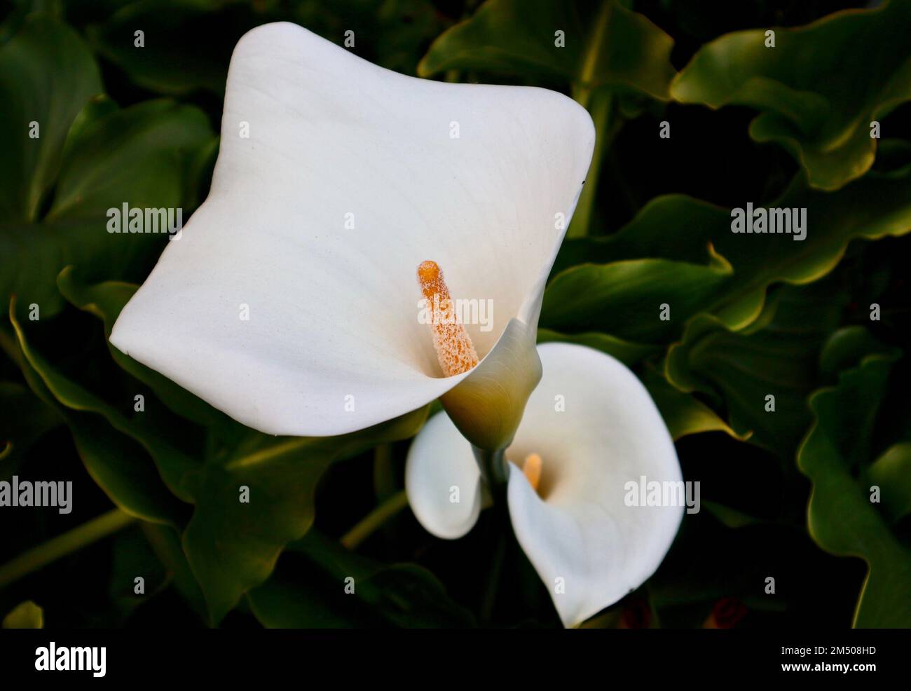 a closeup of a Arum-lily flower Stock Photo - Alamy
