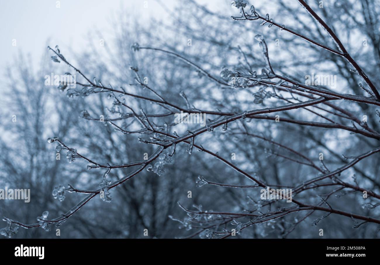 Freezing rain winter. Ice and snow on branch after Freezing rain ...