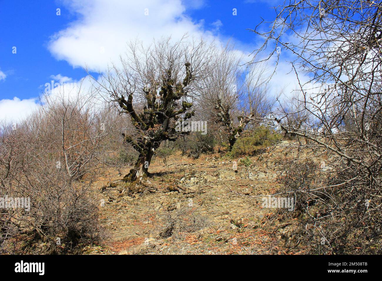 A tree in the forest on the high mountains. Laza village. Gabala ...