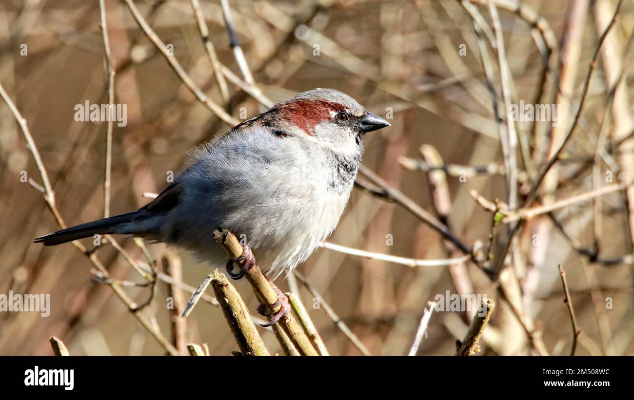 A closeup shot of the House sparrow perched on the tree Stock Photo - Alamy