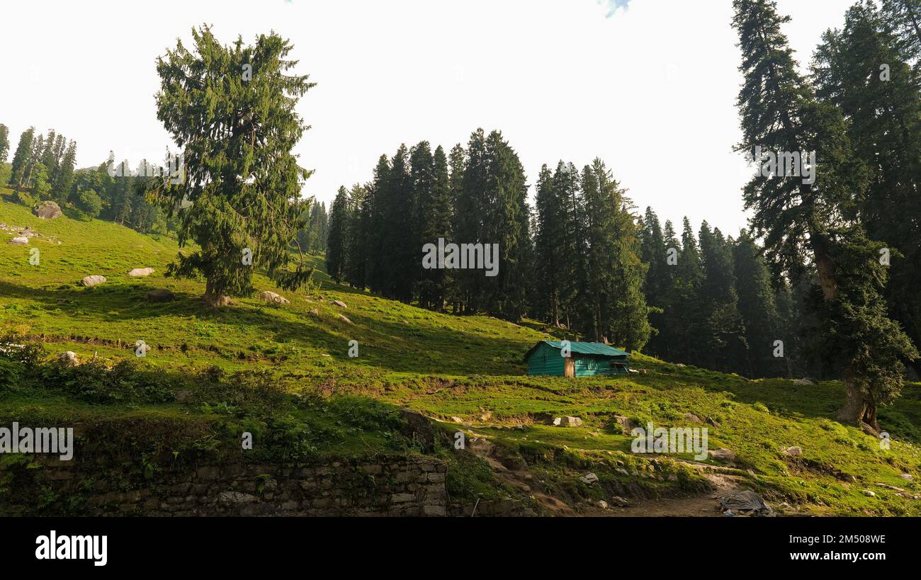 A landscape view of the fir forest trees on the top of the mountains ...