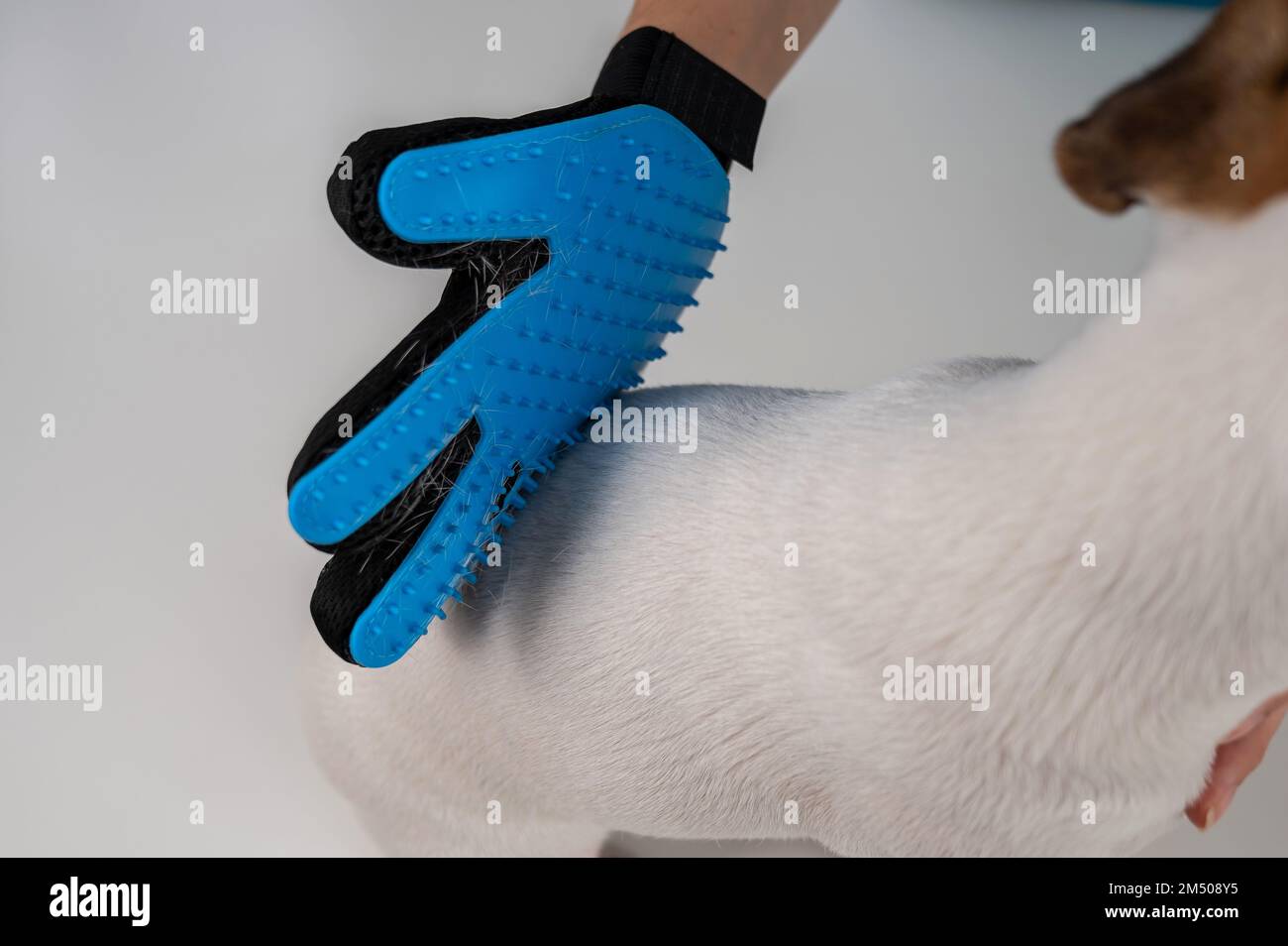Veterinarian combing a Jack Russell Terrier dog with a special glove ...