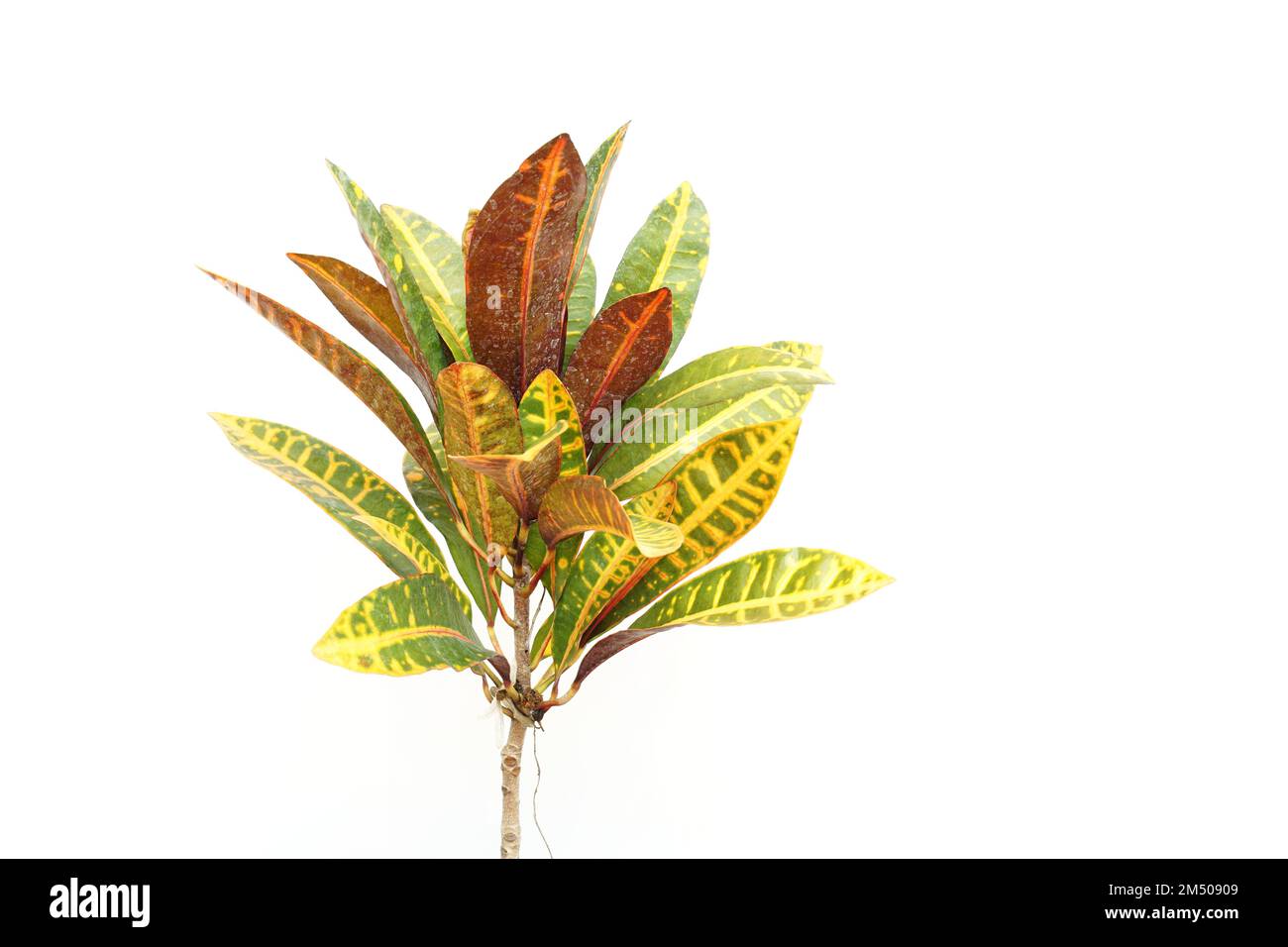 Croton plant isolated on white background Stock Photo - Alamy