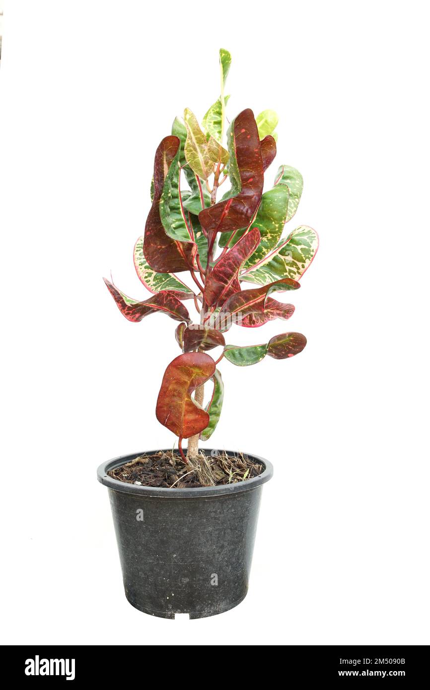 Colorful leaves croton plant Cut Out Stock Images & Pictures - Alamy