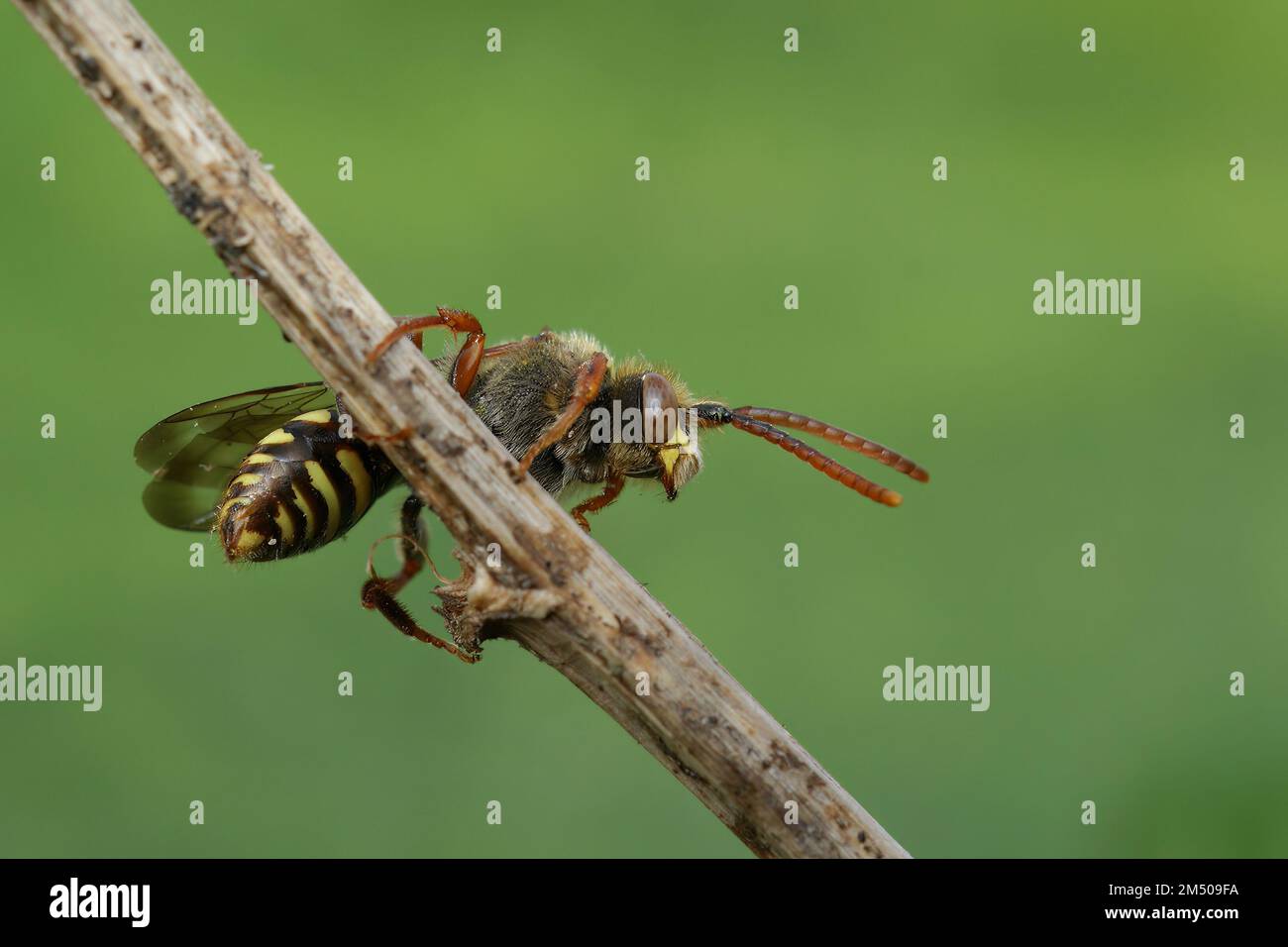 Detailed closeup on a red-eyed female Early nomad cuckoo bee, Nomada ...