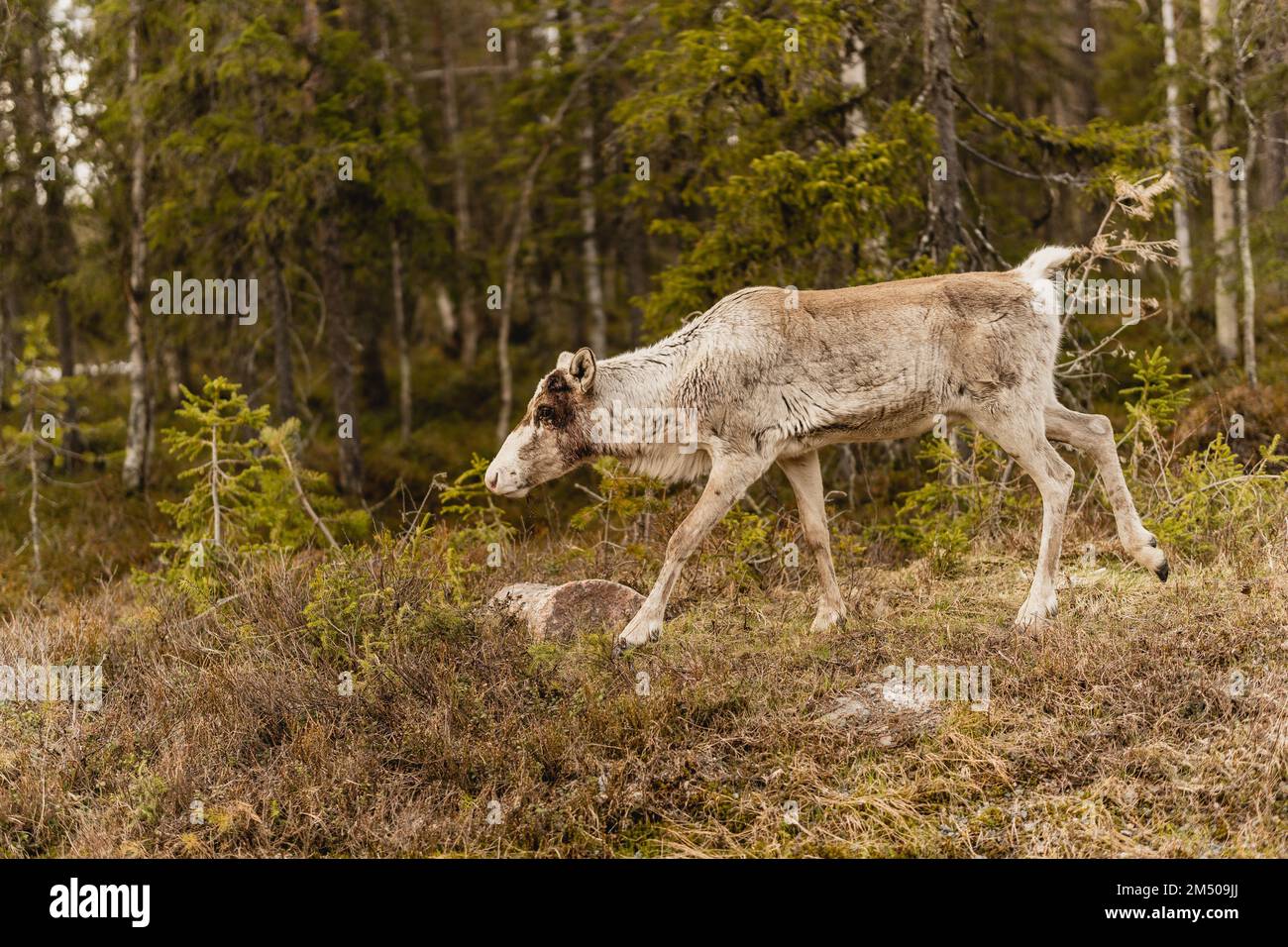 A reindeer in its natural habitat Stock Photo - Alamy