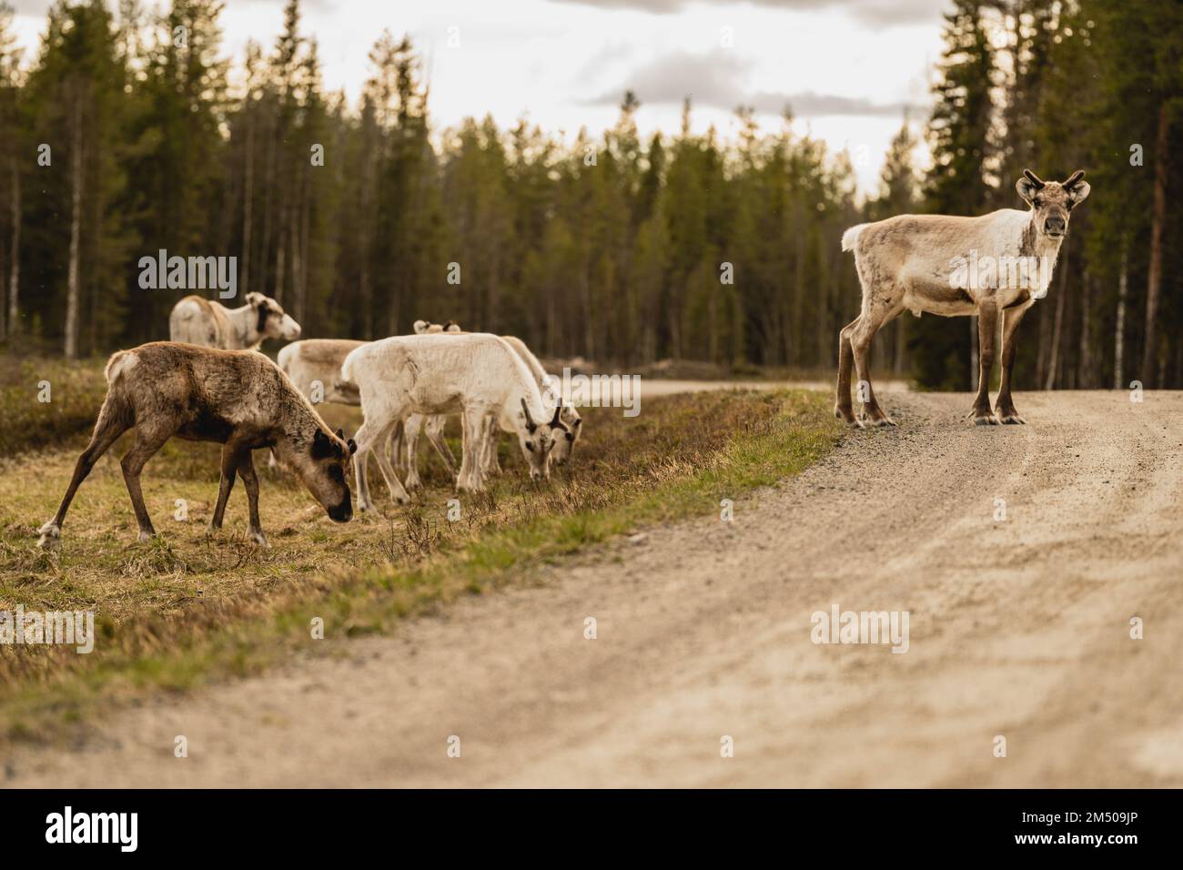 The reindeer in their natural habitat Stock Photo - Alamy