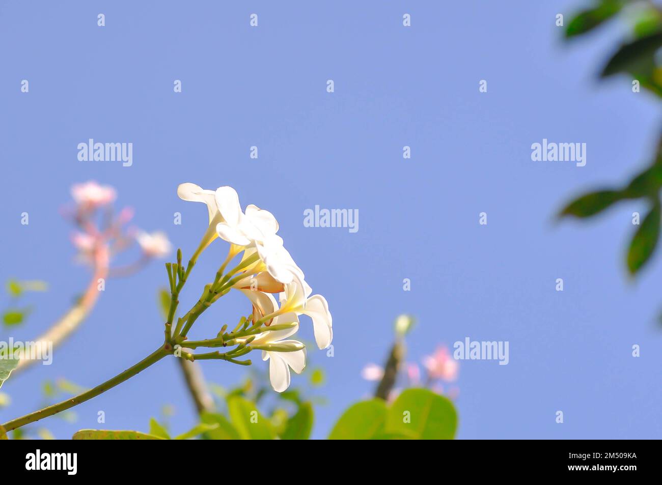 frangipani, frangipani flower or pagoda tree or white flowers and blue ...