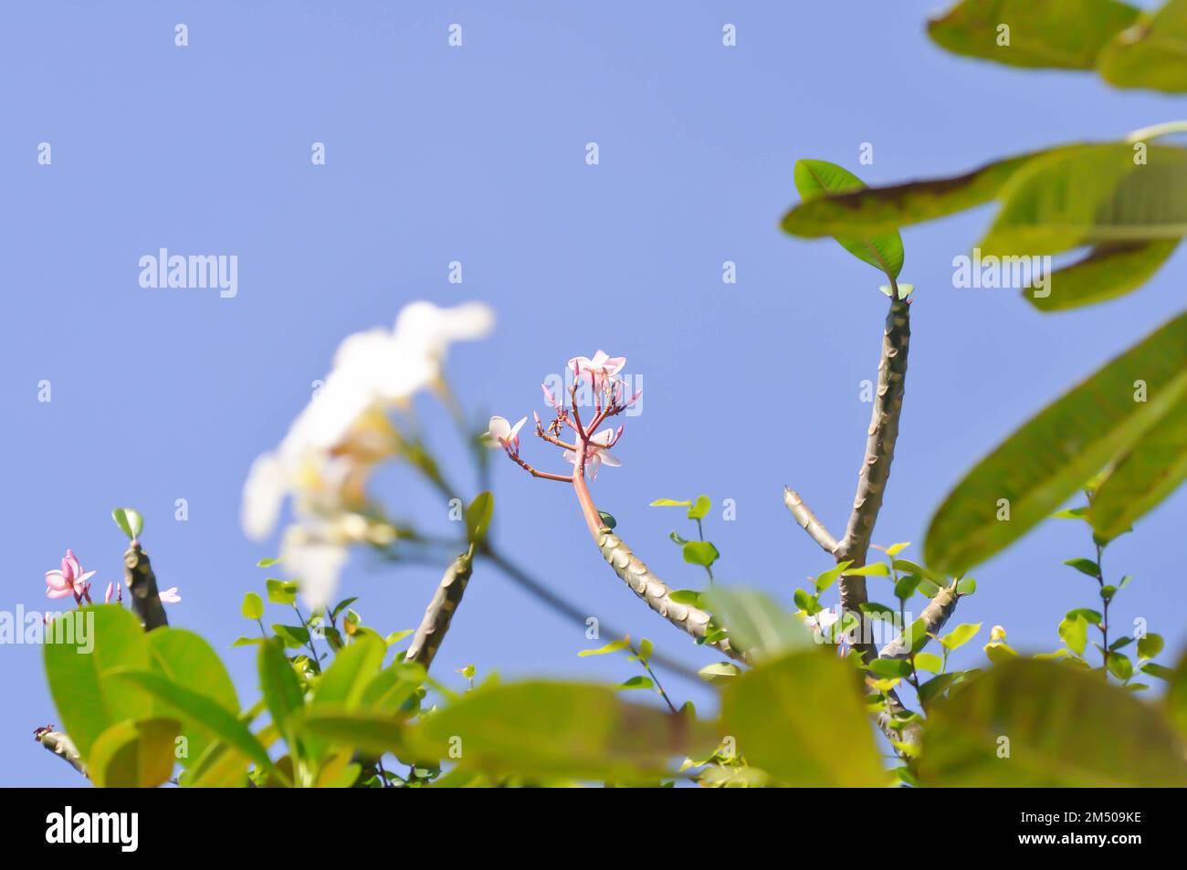 frangipani, frangipani flower or pagoda tree or pink flowers and blue ...
