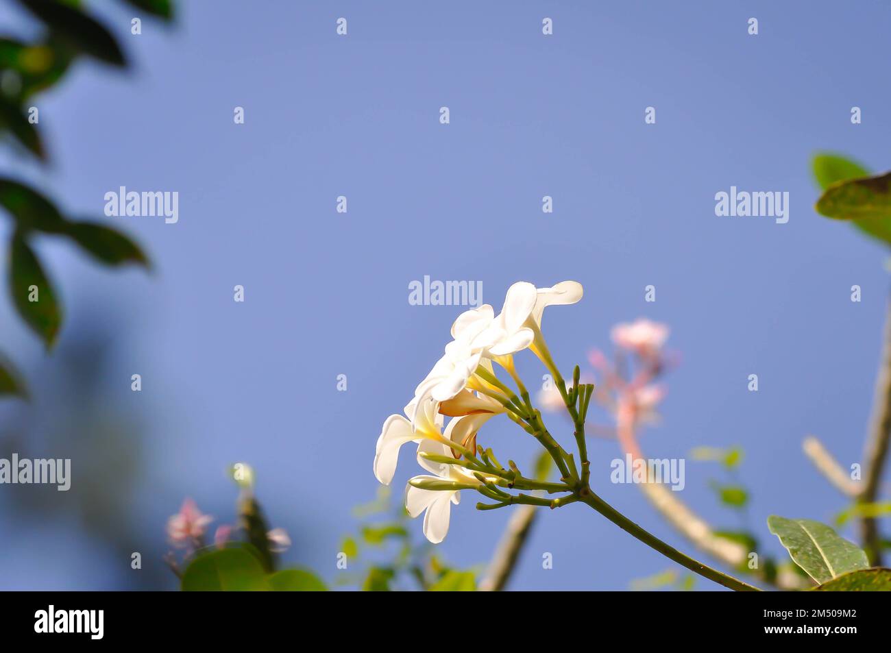 frangipani, frangipani flower or pagoda tree or white flowers and blue ...