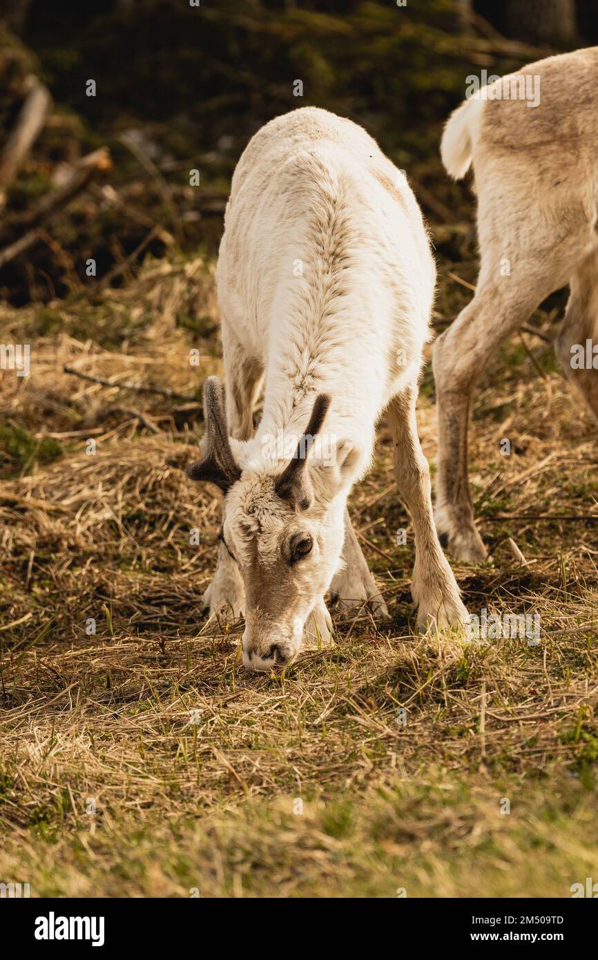 The reindeer in their natural habitat Stock Photo - Alamy