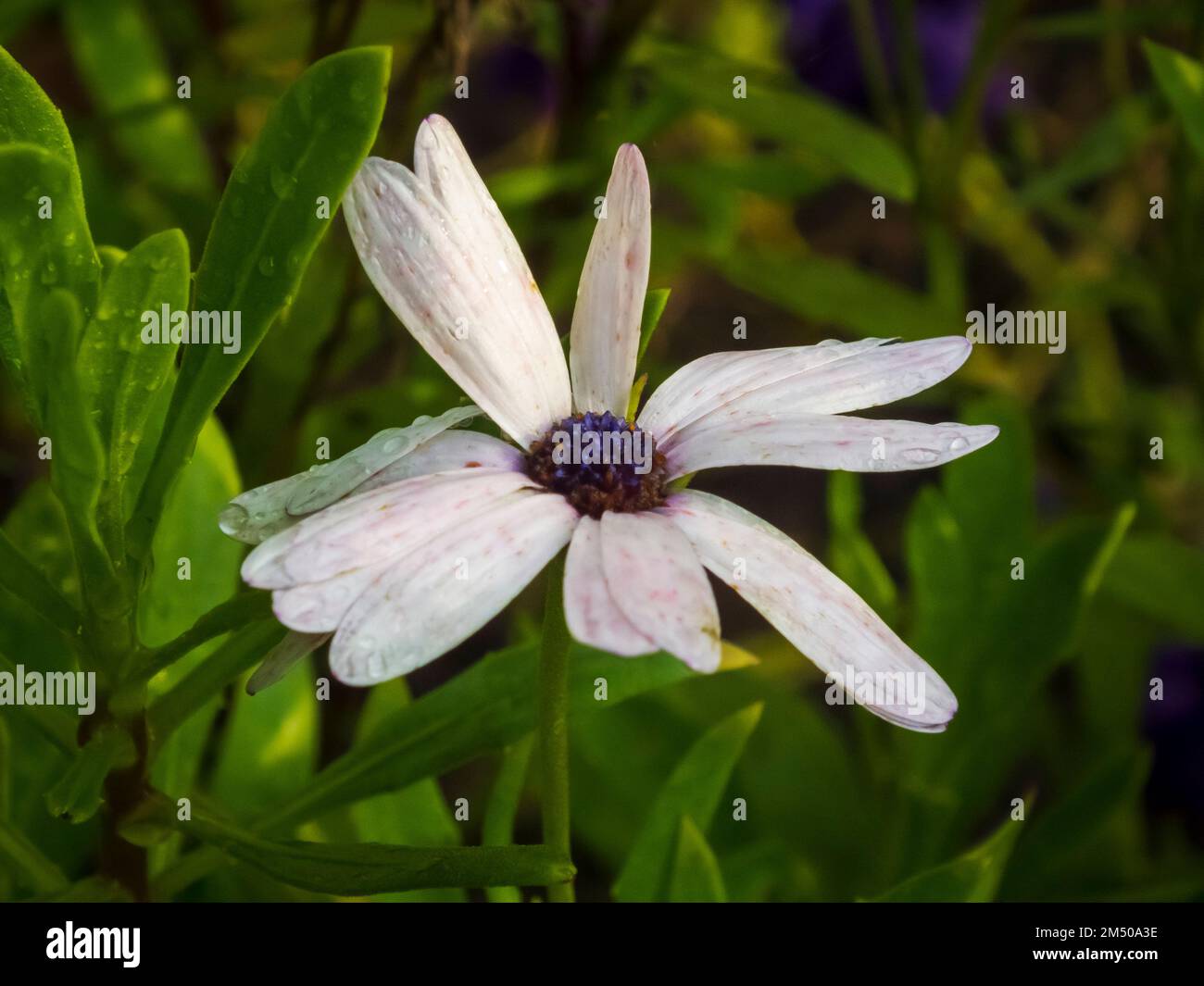 Shrubby daisybush hi-res stock photography and images - Alamy