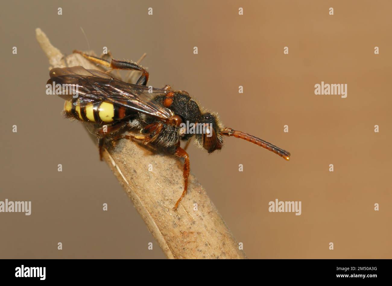 Variable nomad nomada zonata hi-res stock photography and images - Alamy