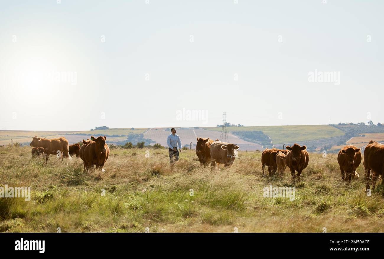 Farm, cow and countryside field for agriculture industry, cattle farming and sustainable ...
