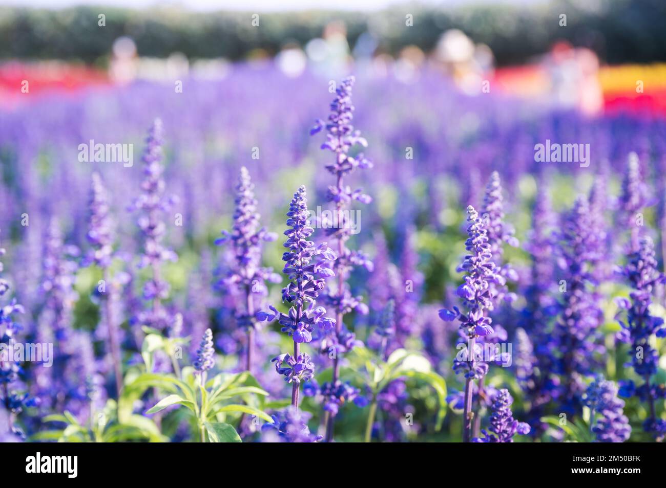 Beautiful purple lavender flower blooming in the garden on sunny day ...