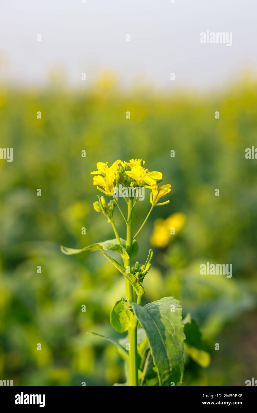 Selective mustard flower close hi-res stock photography and images - Alamy